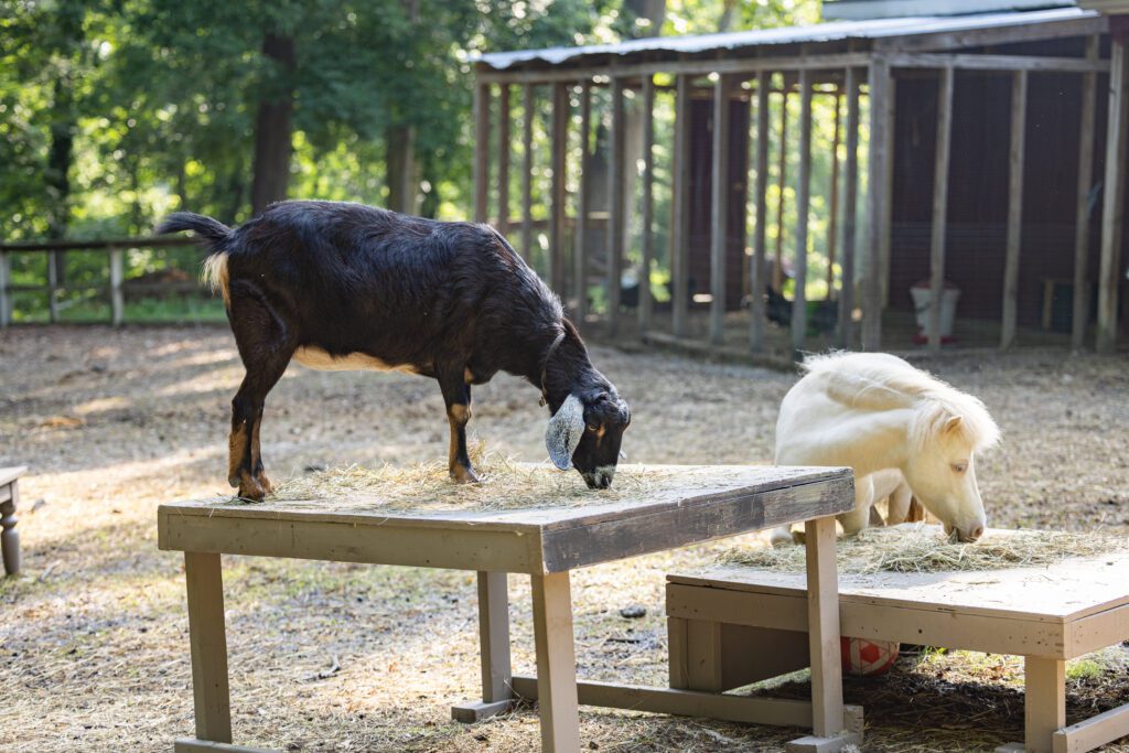 The Burgundy Barnyard - Burgundy Farm Country Day School